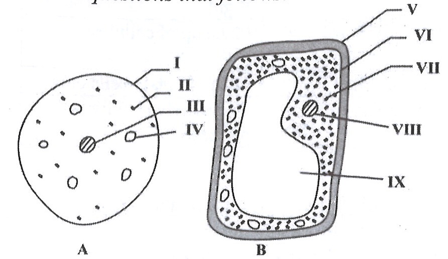 Kuulchat - BECE SCIENCE 2020