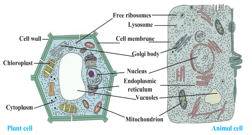 Kuulchat - BECE SCIENCE 2023